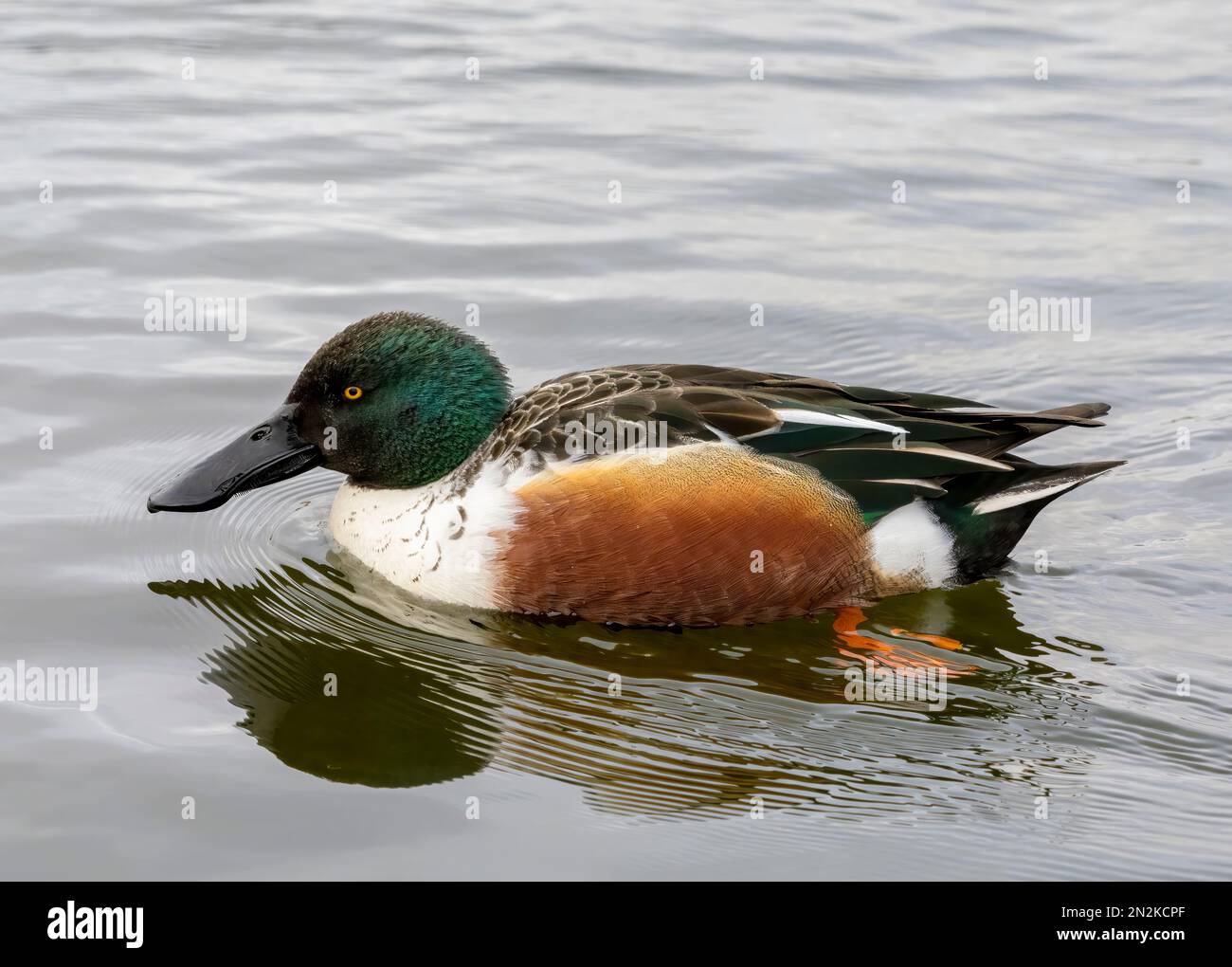 A Northern Shoveler Duck, (Spatula clypeata), on a lake in Fleetwood ...