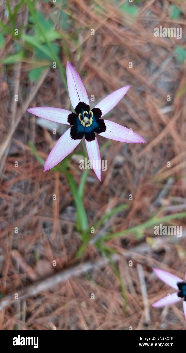 Ixia flower hi-res stock photography and images - Alamy