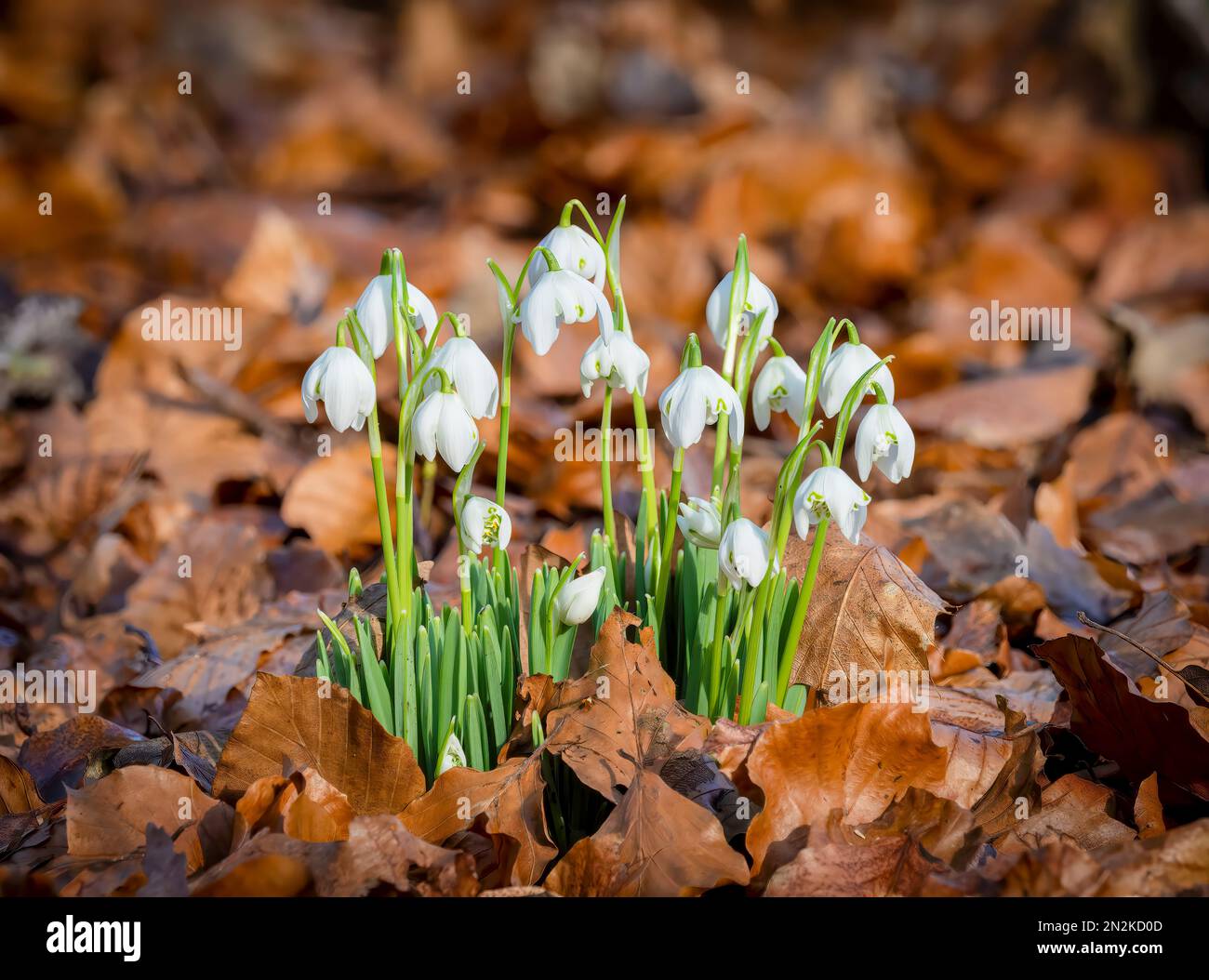 A clump of Snowdrops, (Galanthus nivalis), growing wild, surrounded by ...