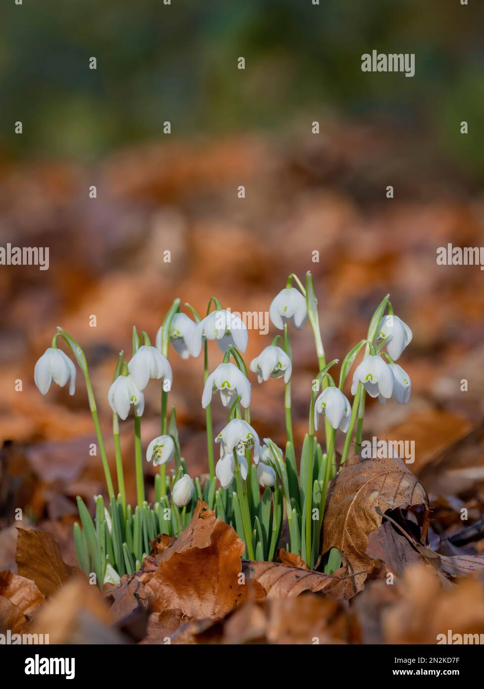 A clump of Snowdrops, (Galanthus nivalis), growing wild, surrounded by ...