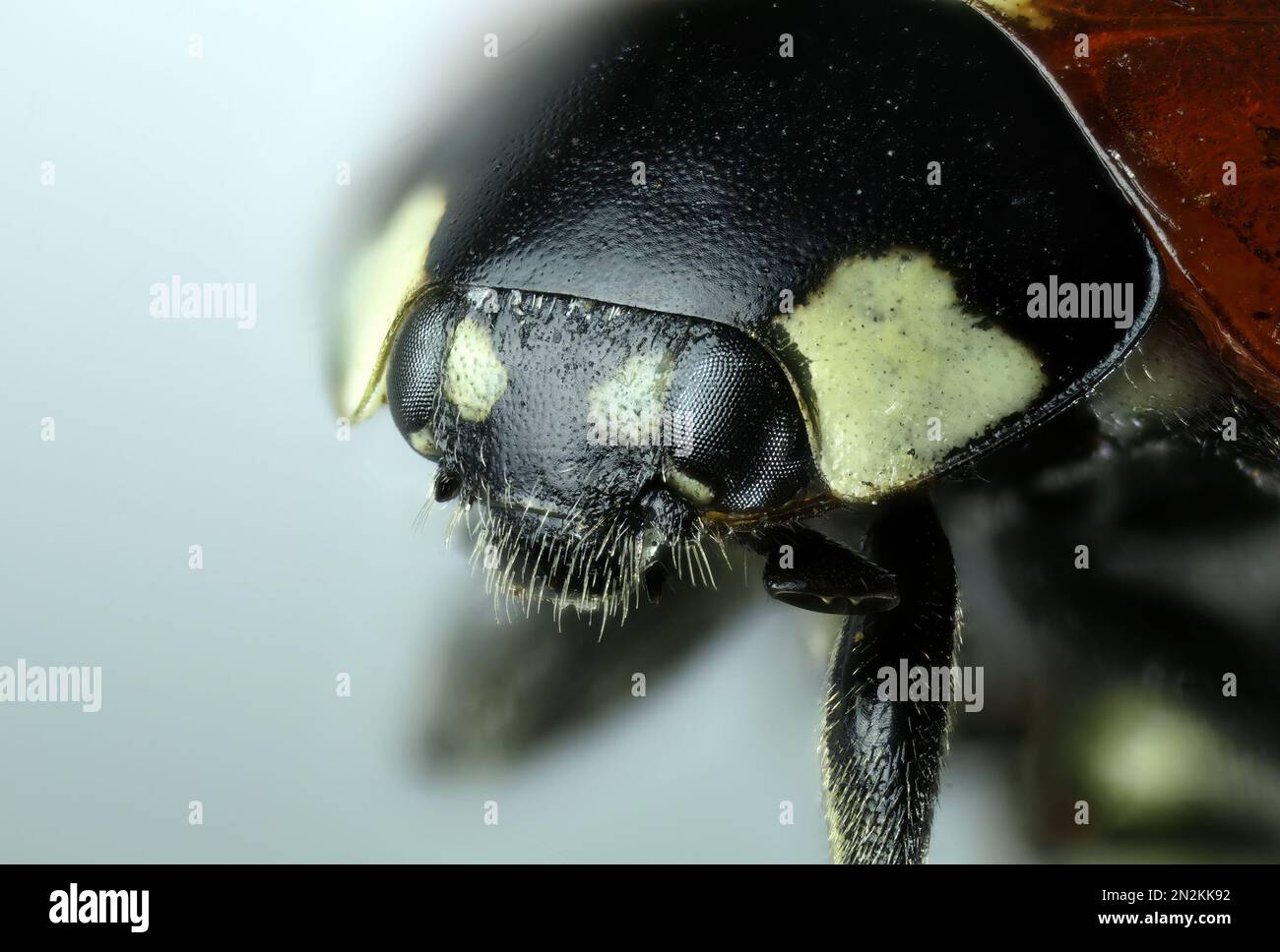 Coccinellidae, Lady Bug, Ladybug head, 5x extrem macro, isolated ...