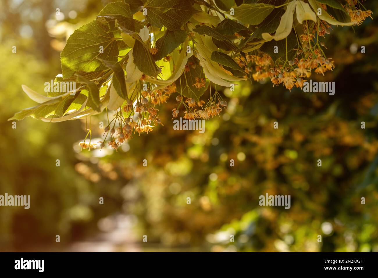 Linden tree tilia park hi-res stock photography and images - Alamy