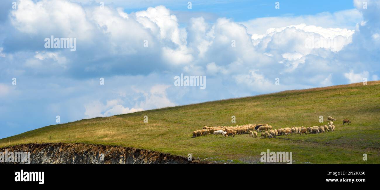 Flock of sheep grazing on hill in Zlatibor region, Serbia Stock Photo ...
