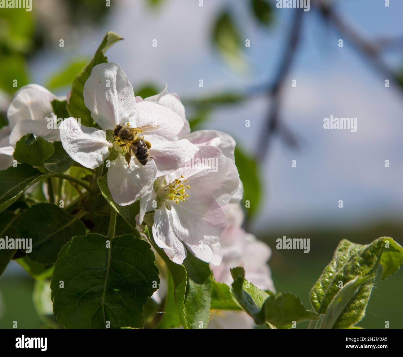 apple tree blooms in the garden. bees collect nectar and pollen Stock ...