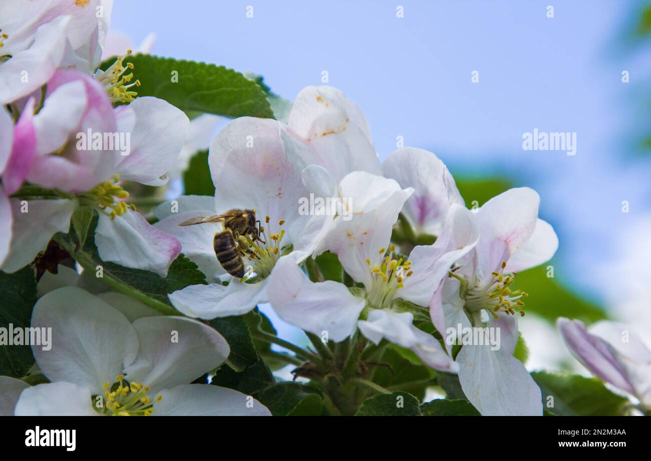 apple tree blooms in the garden. bees collect nectar and pollen Stock ...
