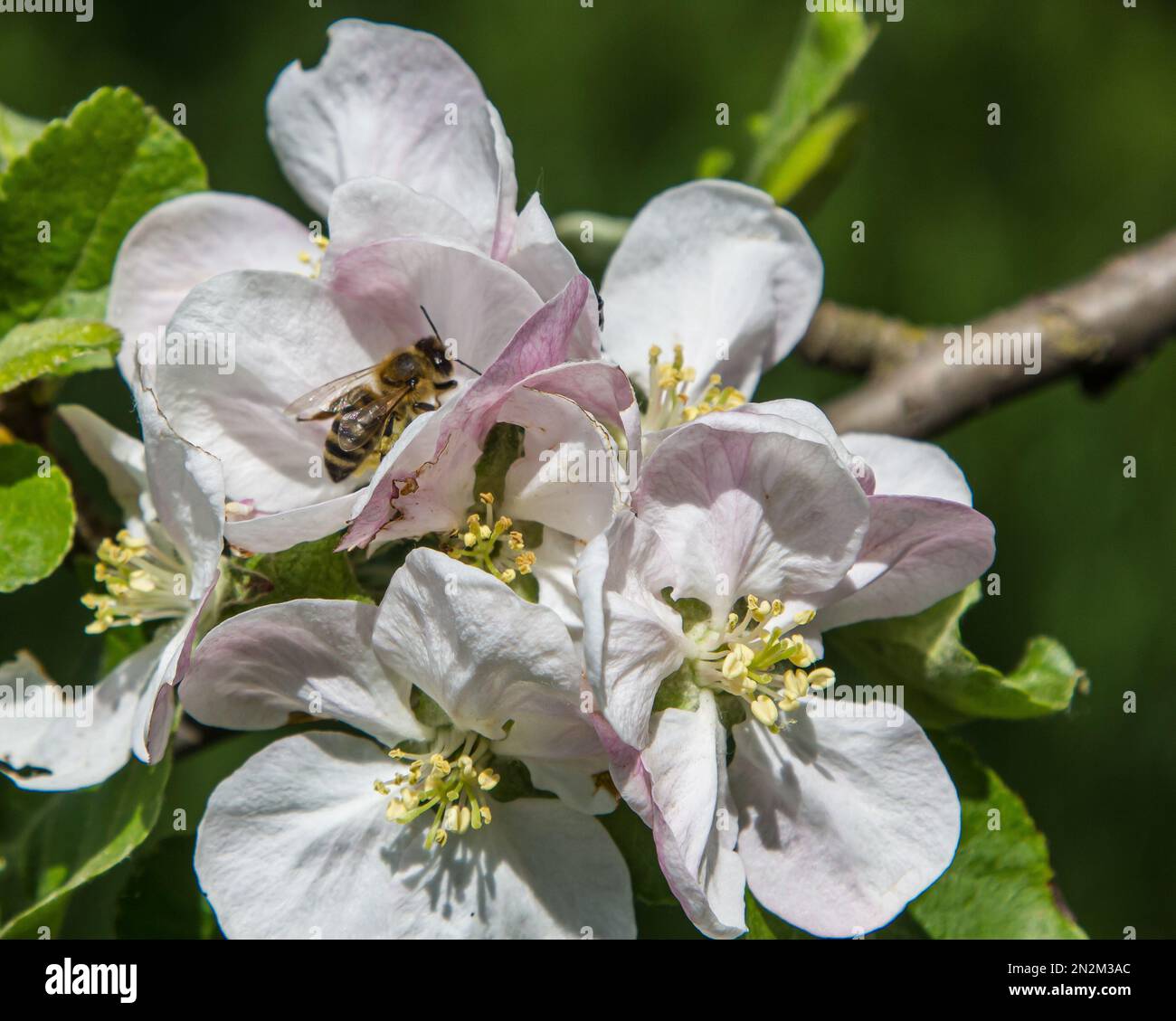 apple tree blooms in the garden. bees collect nectar and pollen Stock ...