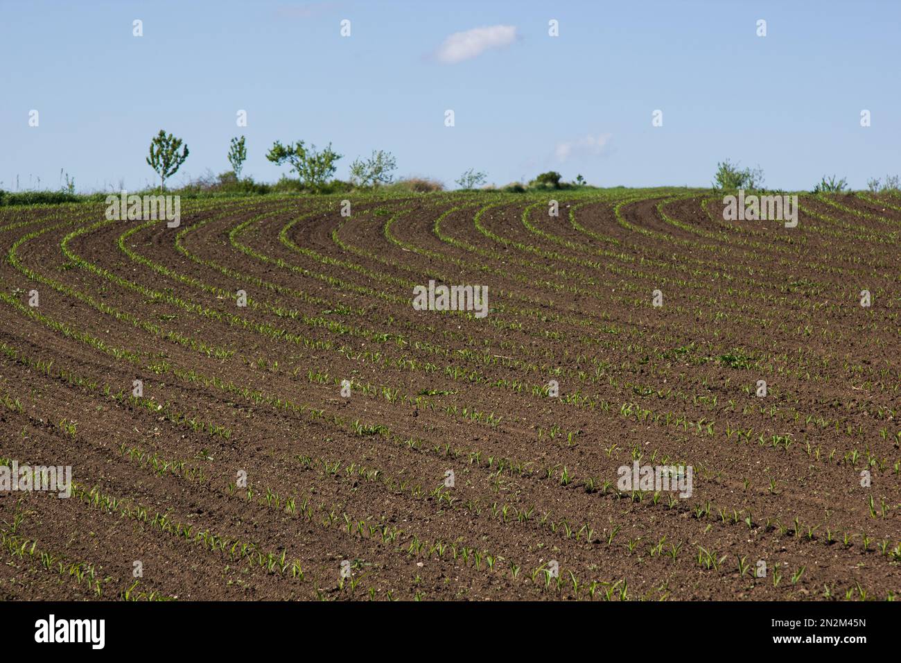 field with corn in spring. Parposts of plants began to grow in a ...