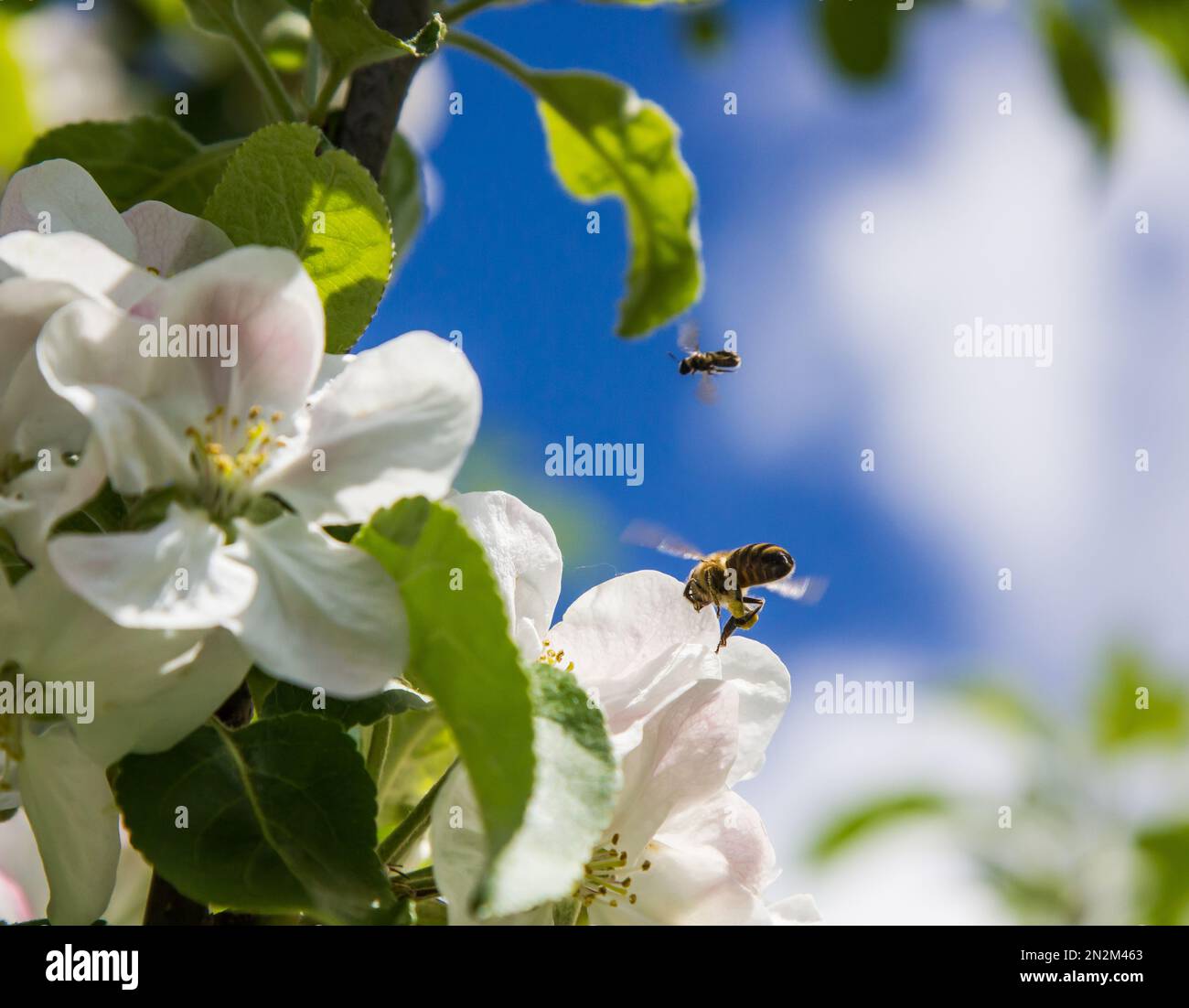 apple tree blooms in the garden. bees collect nectar and pollen Stock ...