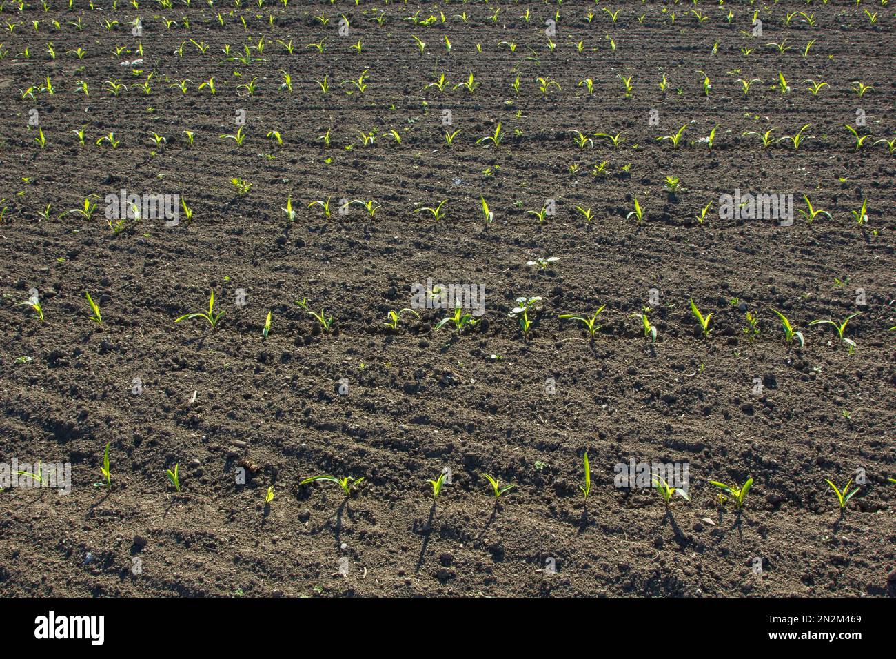 field with corn in spring. Parposts of plants began to grow in a ...