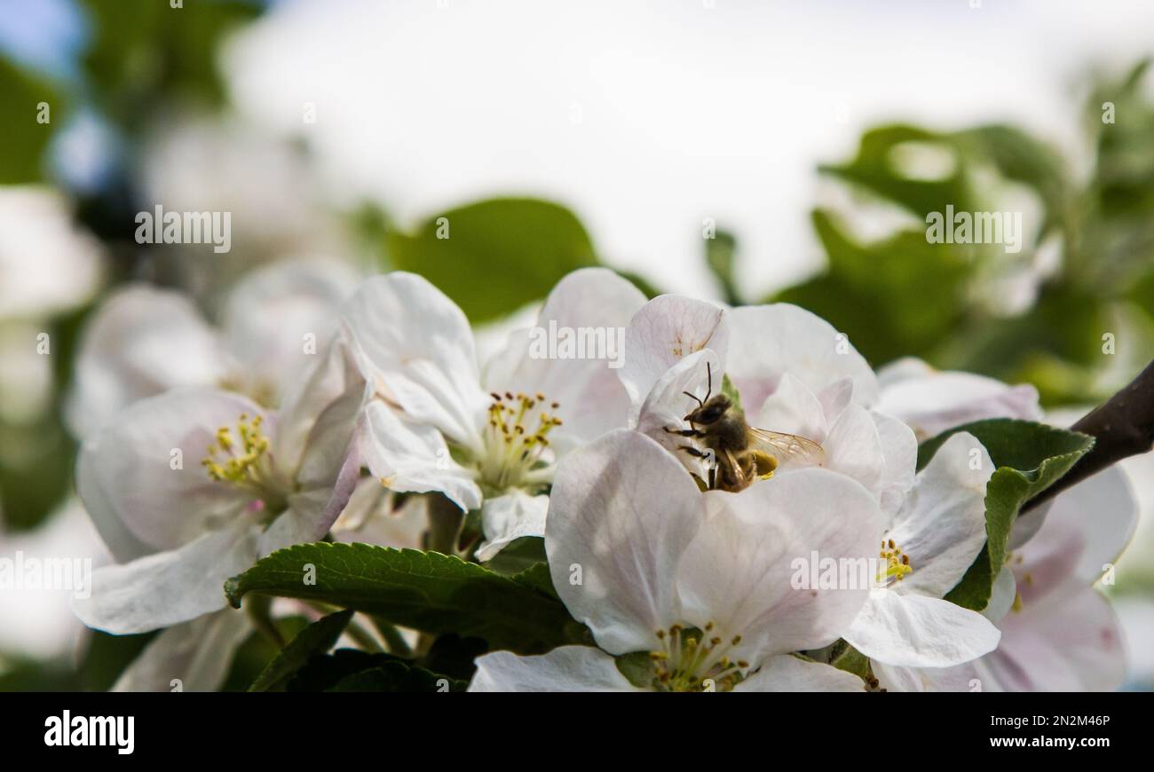apple tree blooms in the garden. bees collect nectar and pollen Stock ...