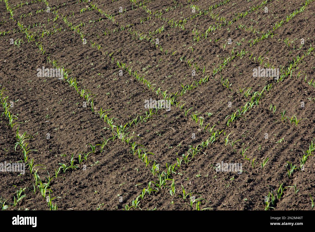 field with corn in spring. Parposts of plants began to grow in a ...
