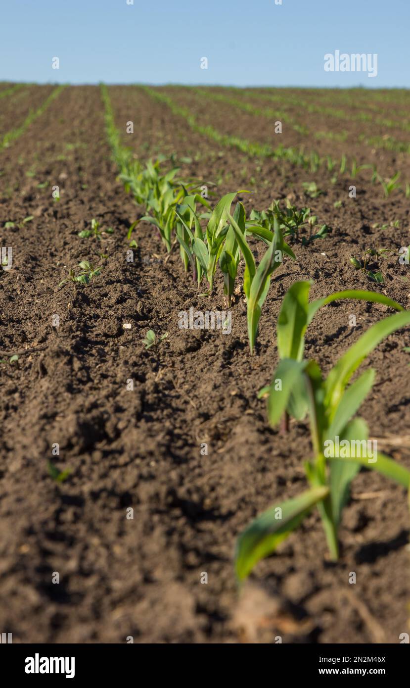 field with corn in spring. Parposts of plants began to grow in a ...