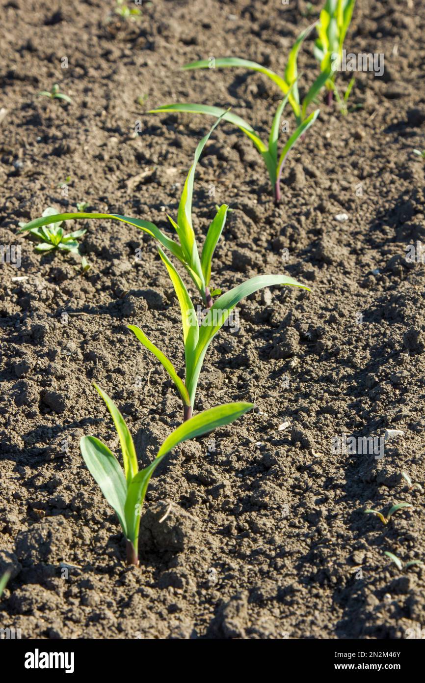 field with corn in spring. Parposts of plants began to grow in a ...