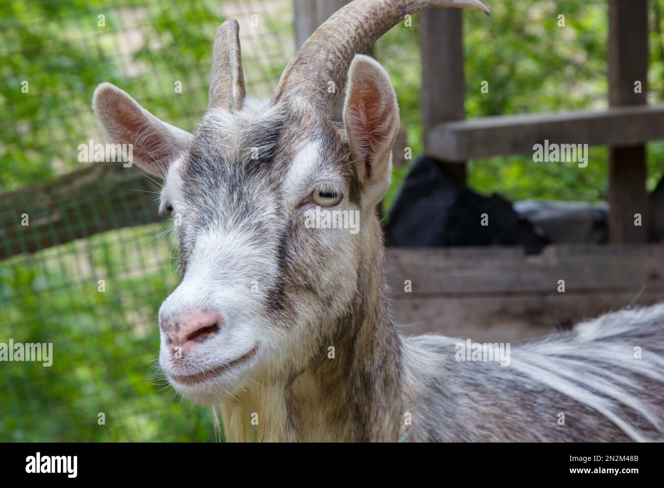 Goat in yard hi-res stock photography and images - Alamy