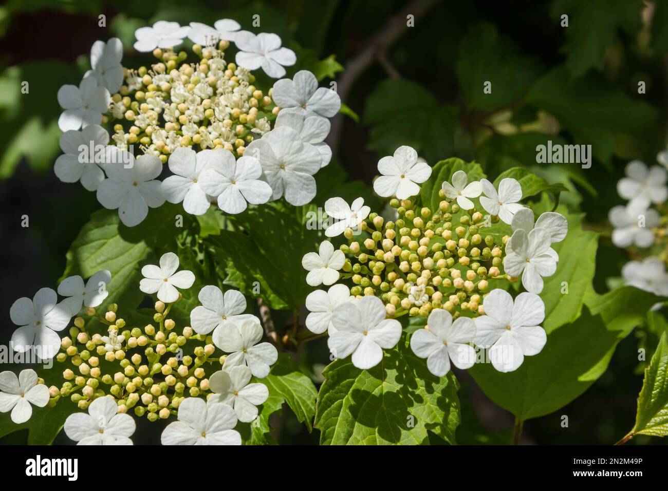 Viburnum flower with green leaves on sky background in sunny weather ...