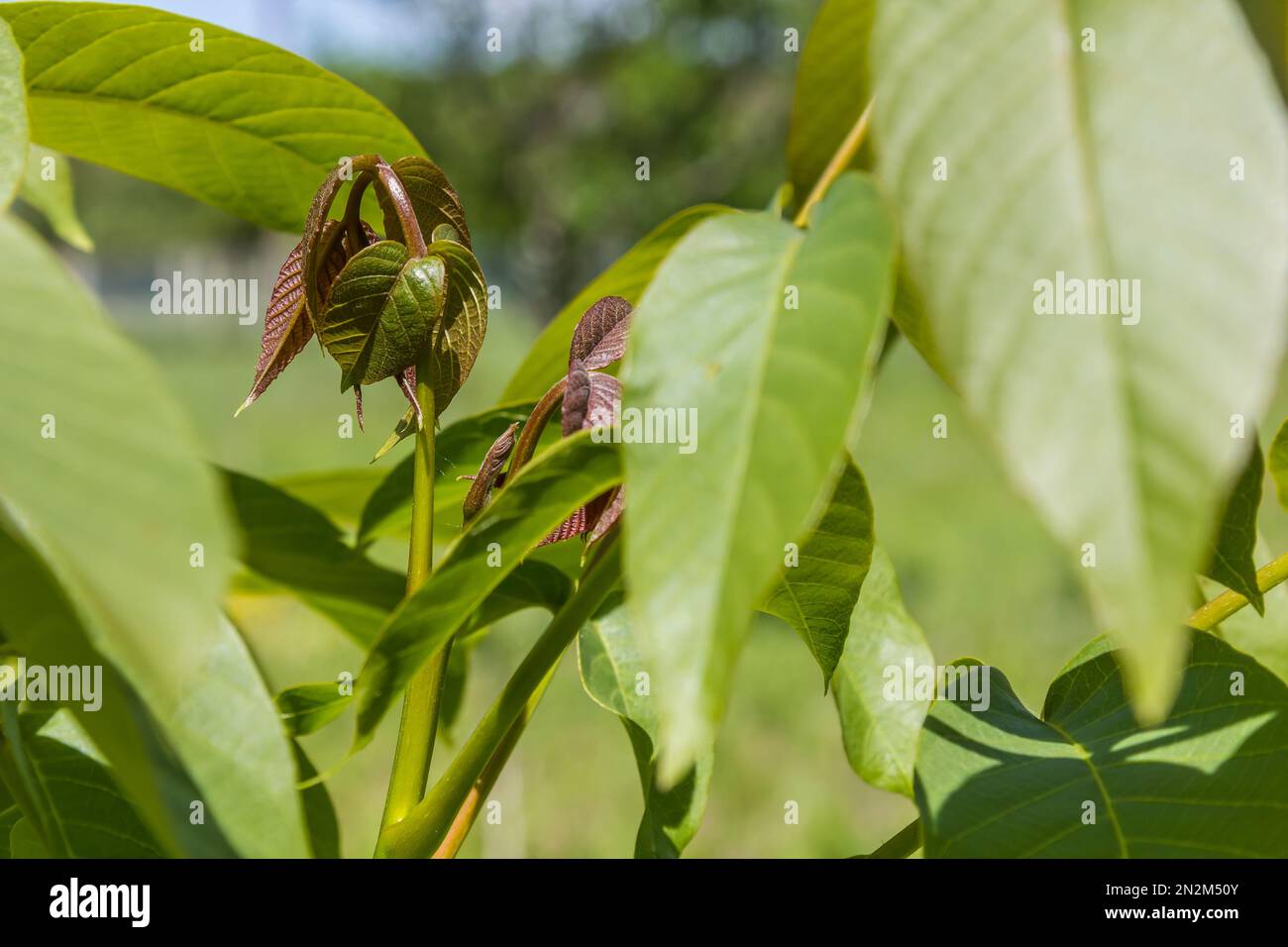 Walnut tree branches with green leaves on sky background in sunny ...