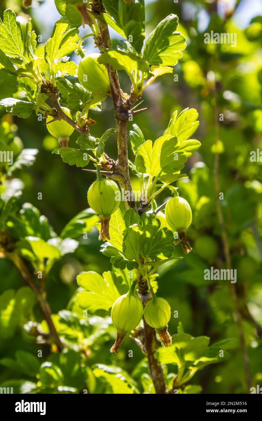 gooseberry fruits in the garden on a sunny day Stock Photo - Alamy