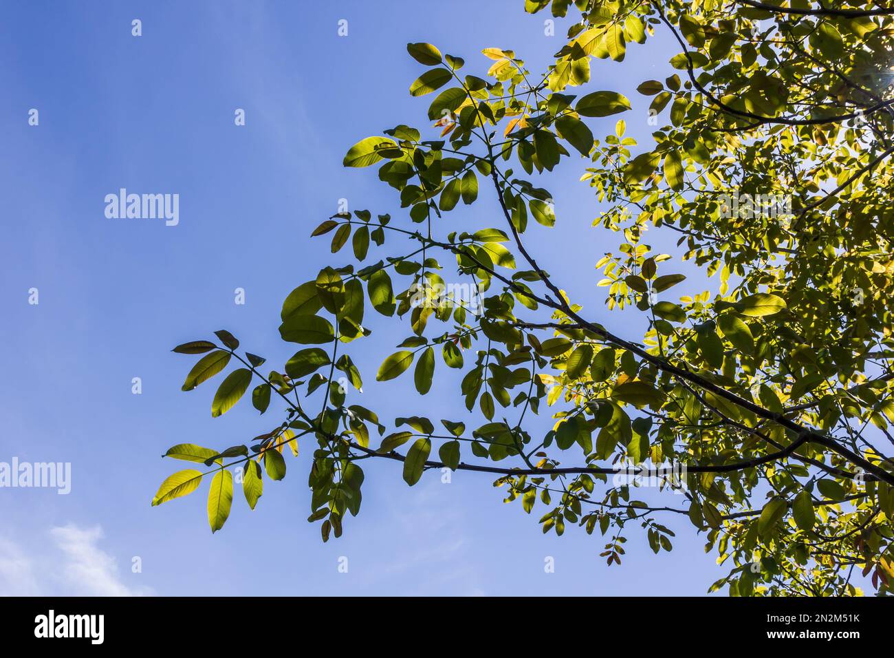 Walnut tree branches with green leaves on sky background in sunny ...