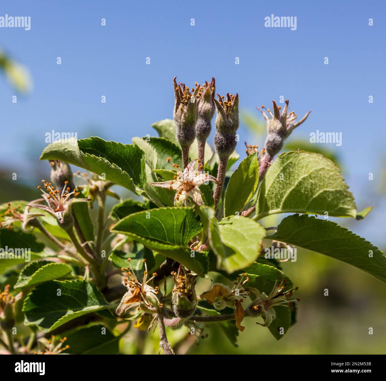 the apple tree has faded. In place of flowers appeared unripe apples ...