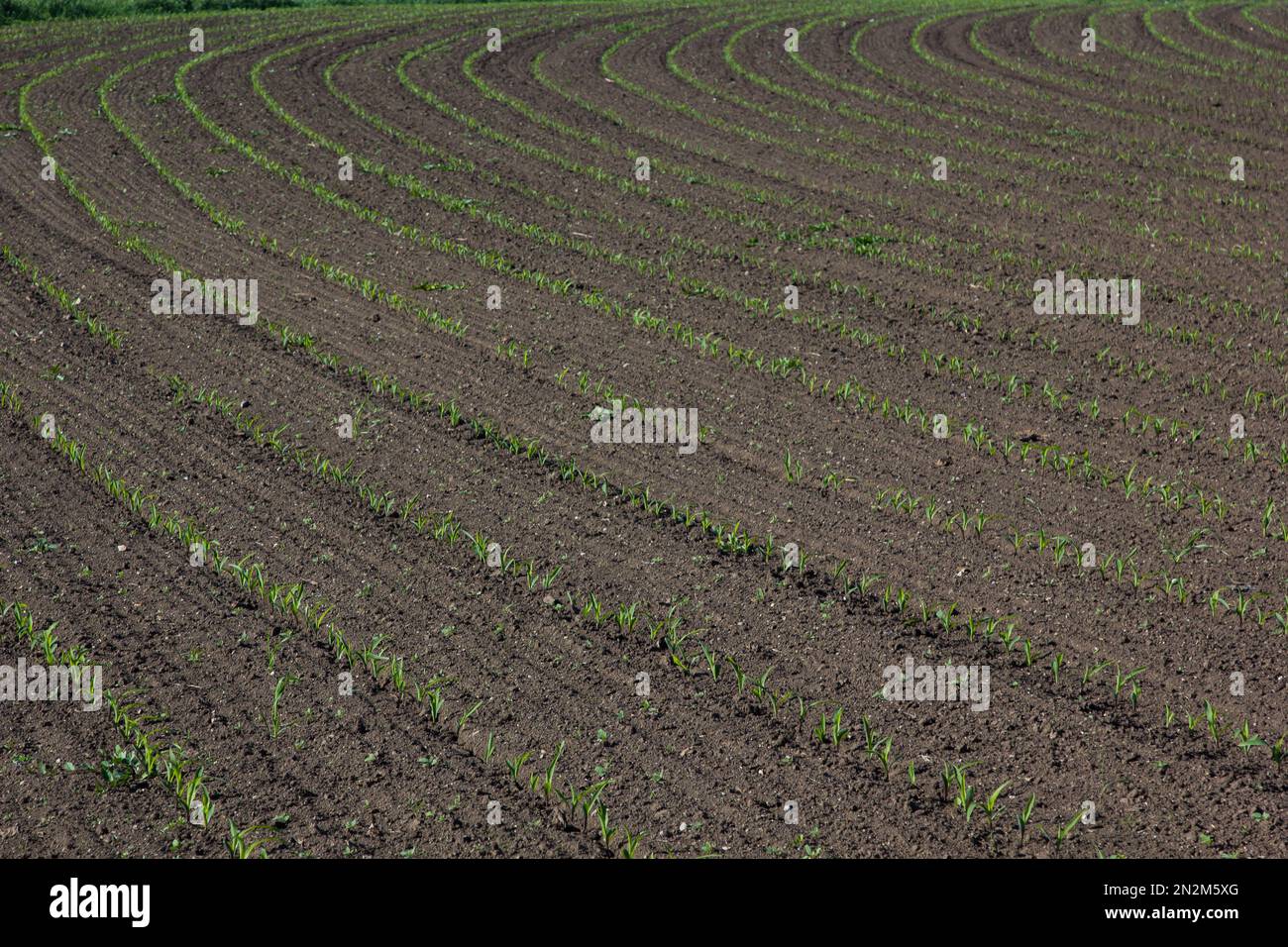 field with corn in spring. Parposts of plants began to grow Stock Photo ...