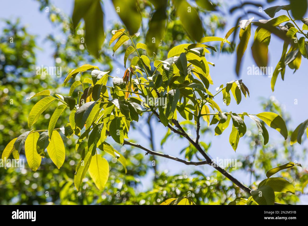 Walnut tree branches with green leaves on sky background in sunny ...