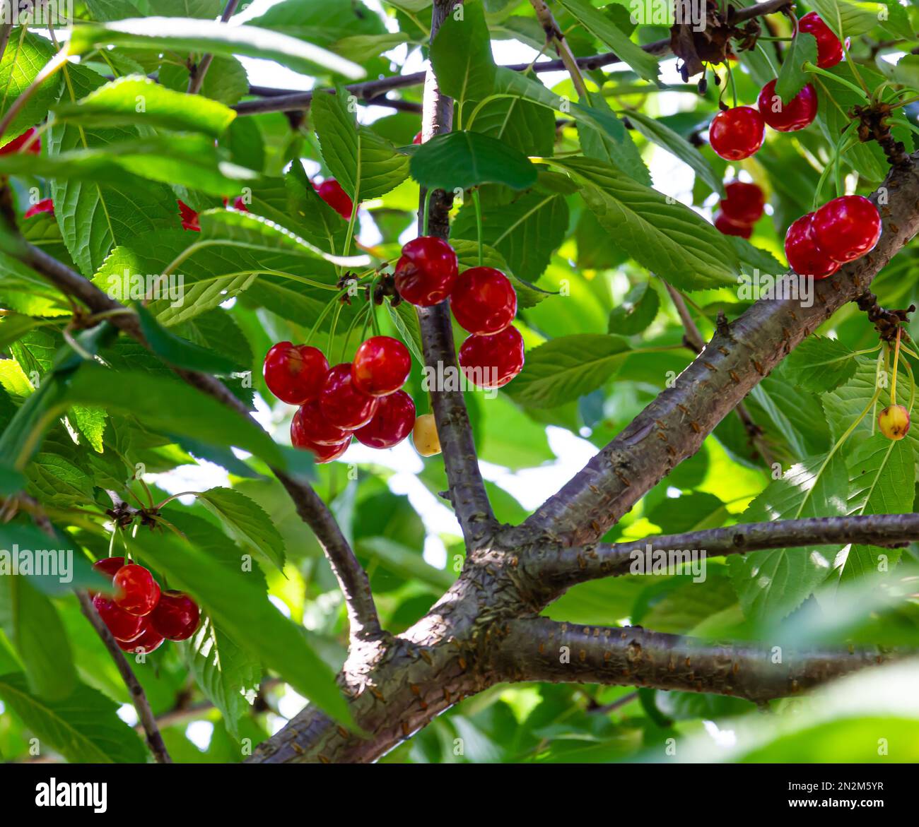 Rural organic hi-res stock photography and images - Alamy