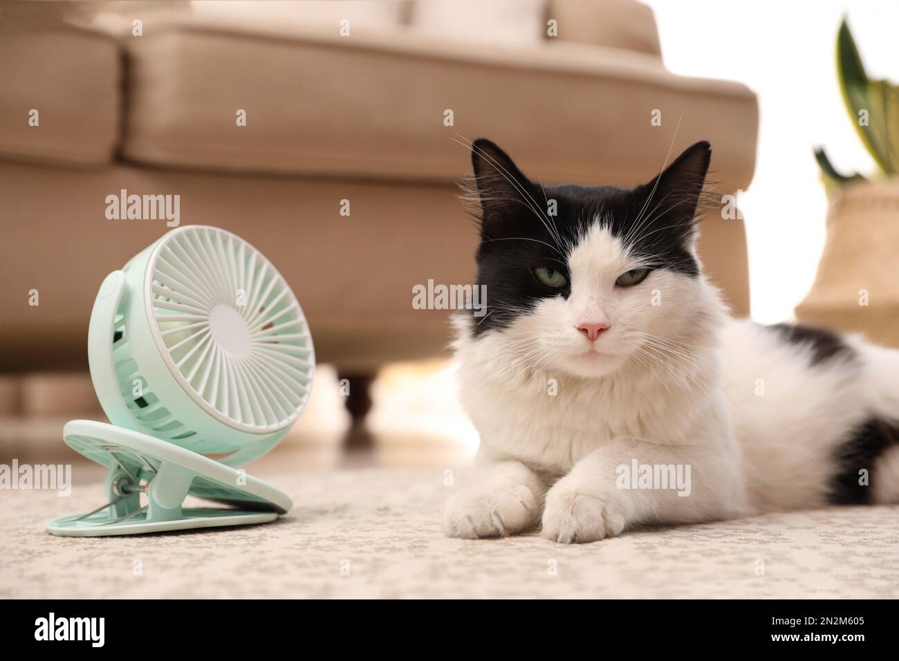 Cute fluffy cat enjoying air flow from fan on floor indoors. Summer ...