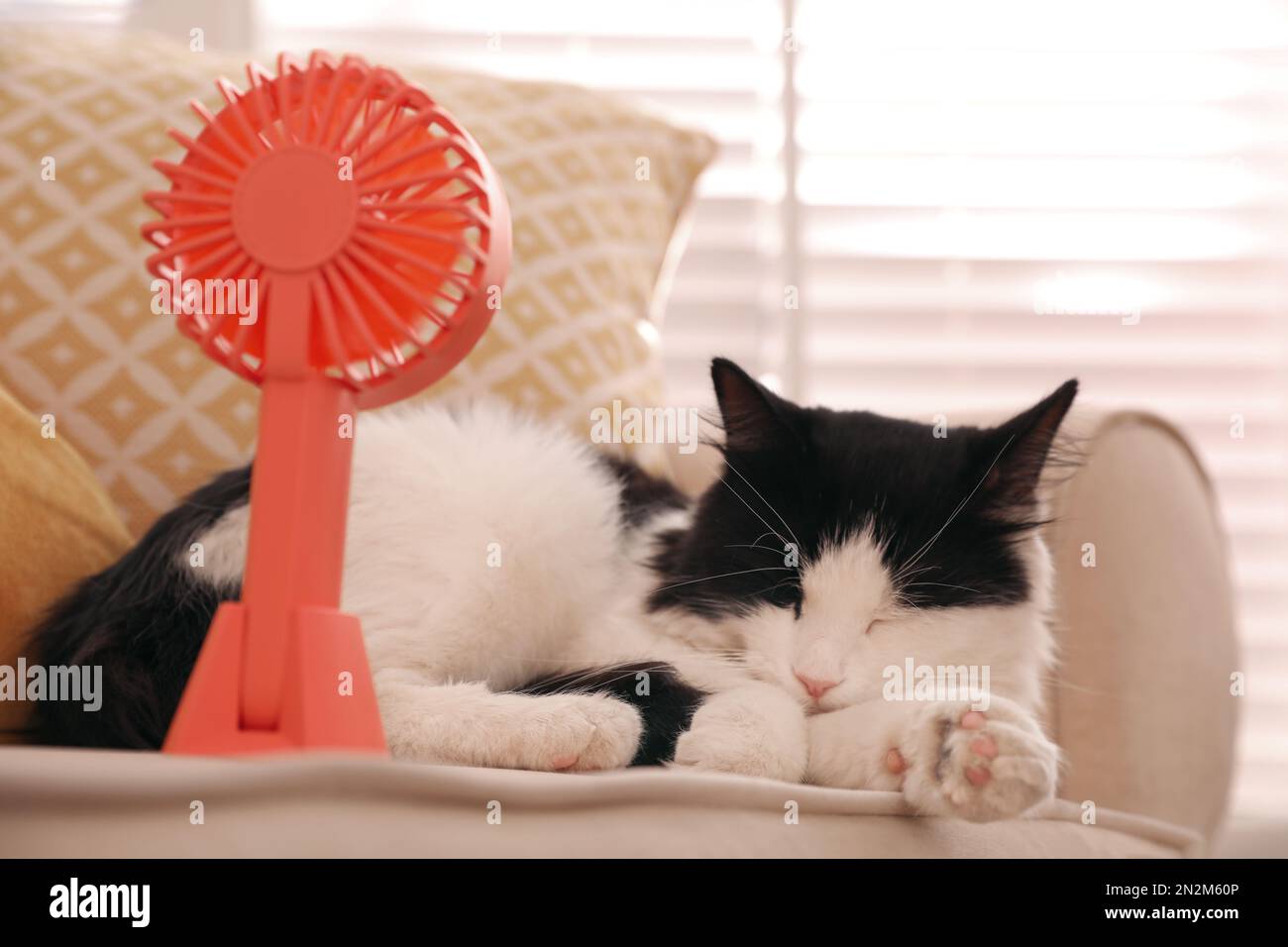 Cute fluffy cat enjoying air flow from fan on sofa indoors. Summer heat ...