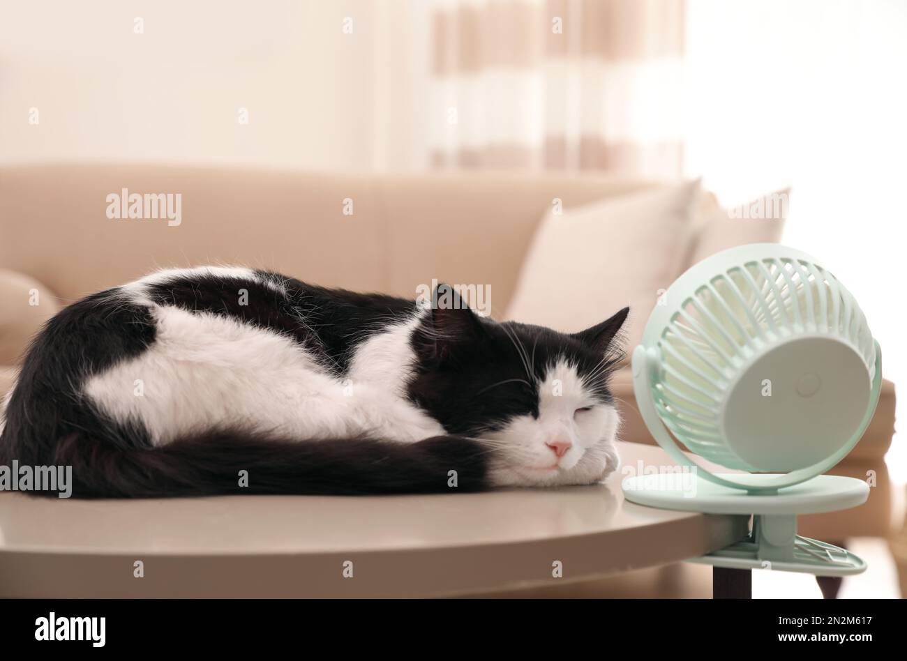 Cute fluffy cat enjoying air flow from fan on table indoors. Summer ...