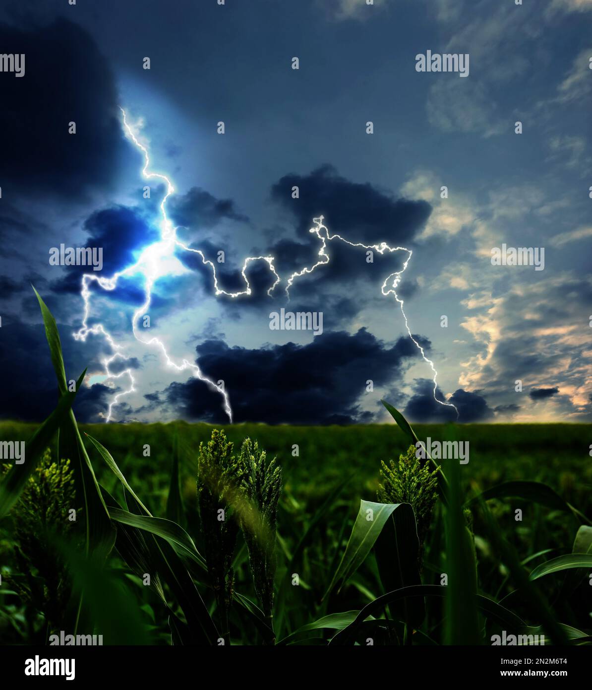 Thunderstorm and lightning over maize plants hi-res stock photography ...
