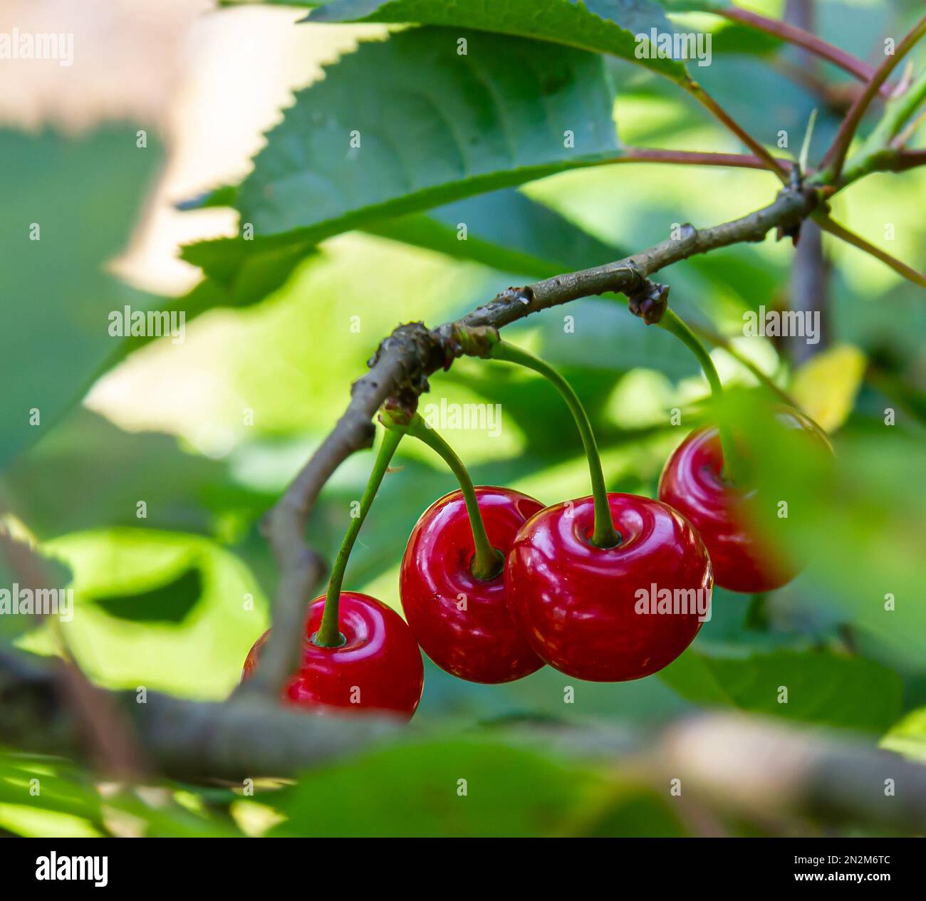 Hanging cherries hi-res stock photography and images - Alamy
