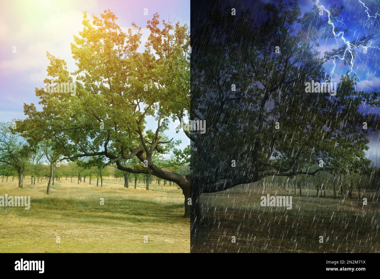 Beautiful oak tree in field during sunny and stormy weather, collage ...