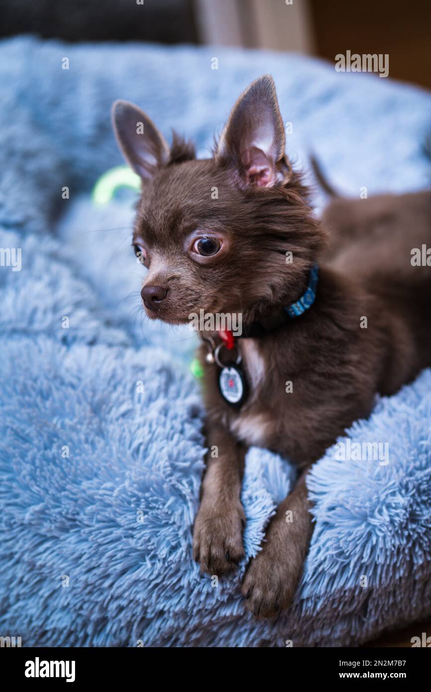 Lilac cute longhair chiwawa puppy - closeup photography Stock Photo - Alamy