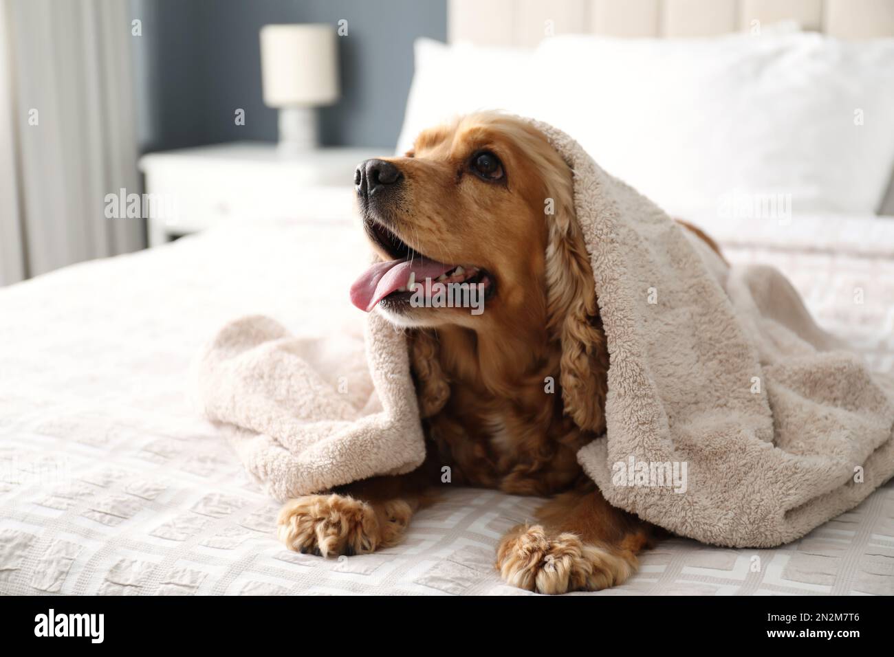 Cute English Cocker Spaniel covered with towel on bed indoors. Pet ...