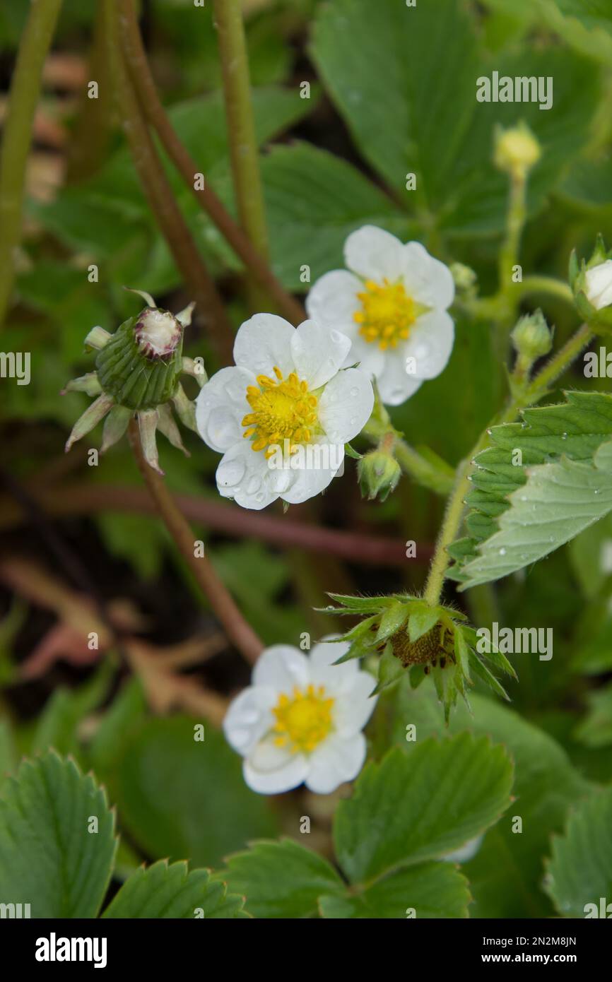strawberries bloom in spring, summer will be sweet berries Stock Photo ...