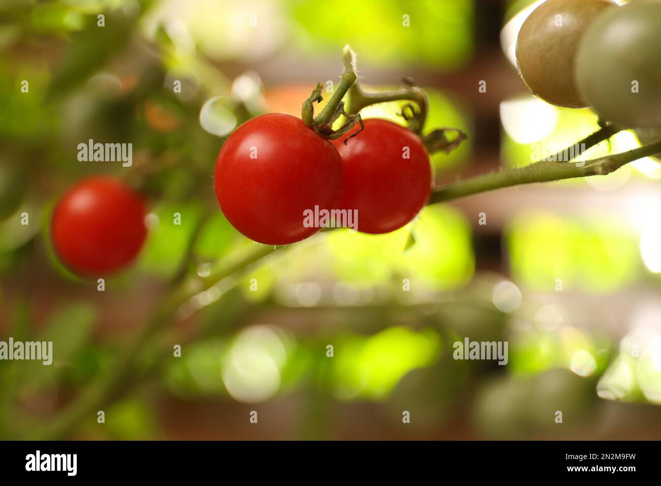 Tomato plant with ripe fruits on blurred background, closeup Stock ...