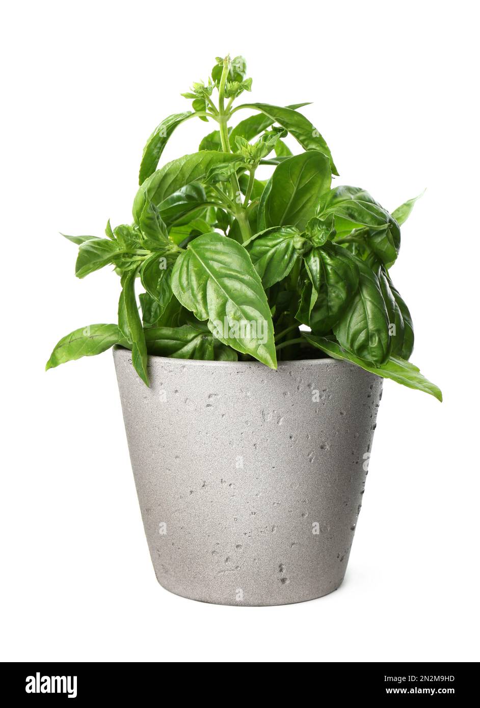 Lush green basil in hi-res stock photography and images - Alamy
