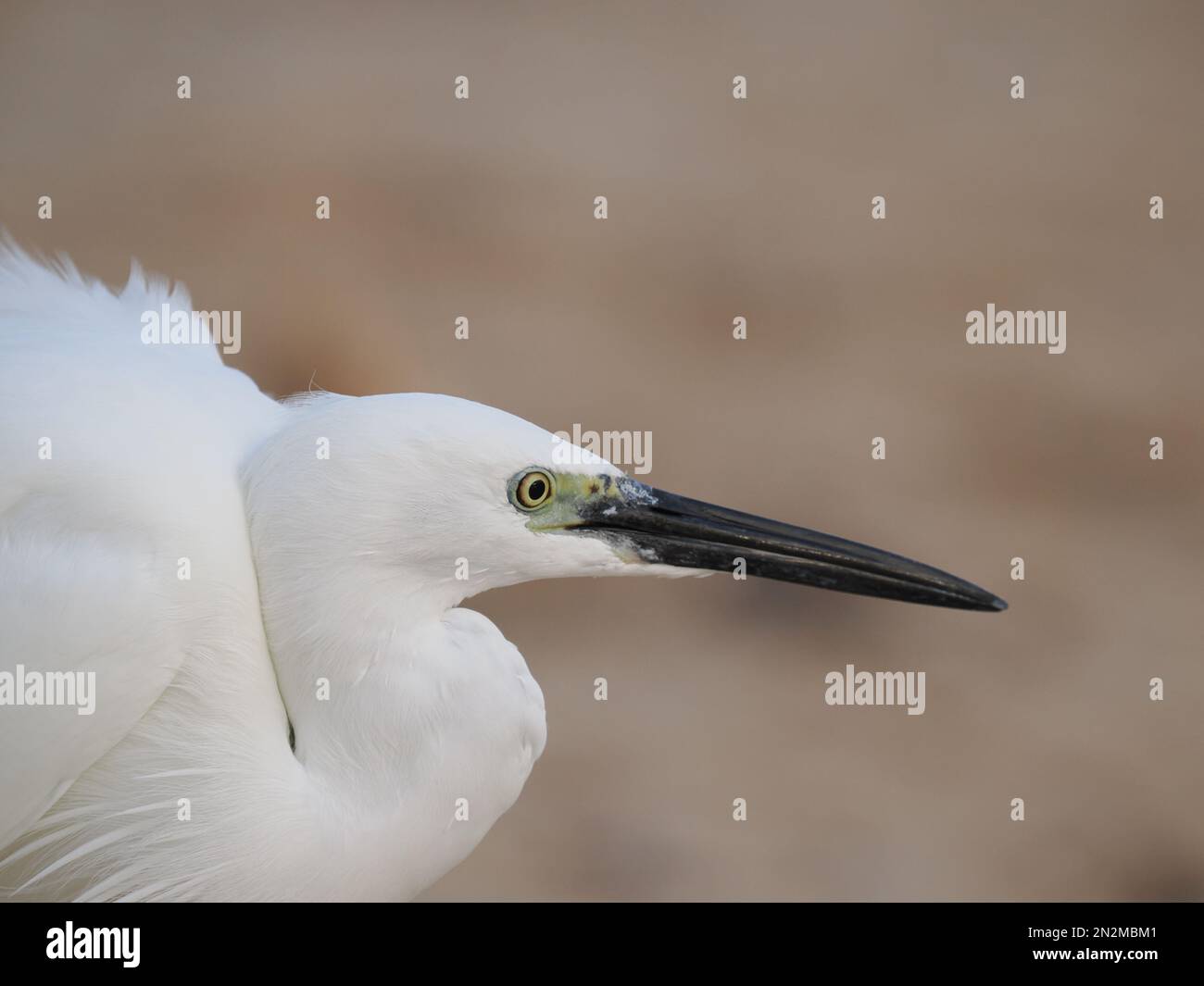 This egret had taken advantage of humans feeding fish in a lido. The ...