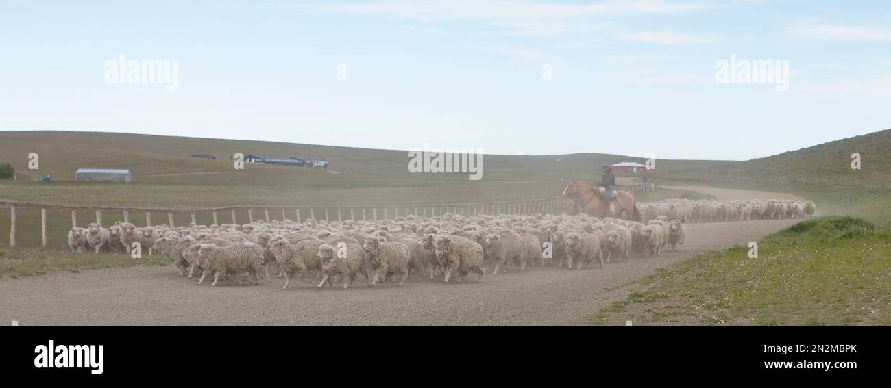 Sheep ranch patagonia hi-res stock photography and images - Alamy