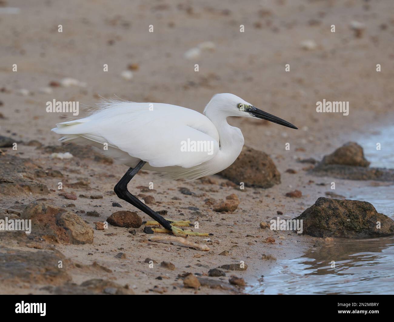 This egret had taken advantage of humans feeding fish in a lido. The ...