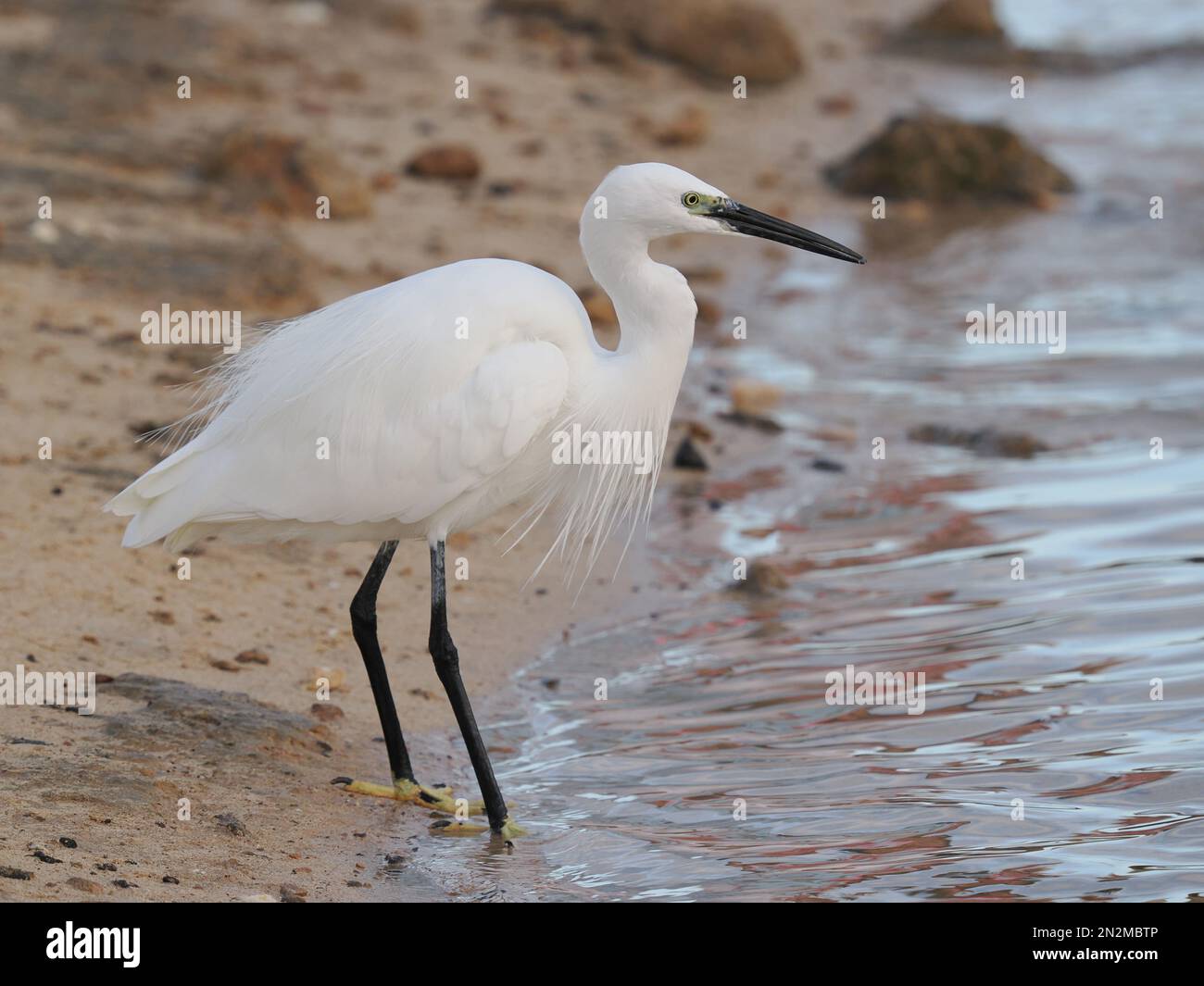 This egret had taken advantage of humans feeding fish in a lido. The ...