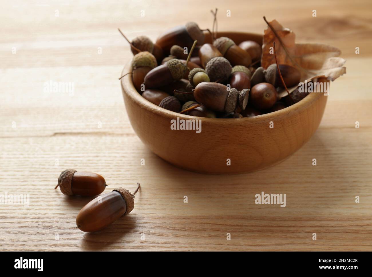 Many brown acorns on hi-res stock photography and images - Alamy
