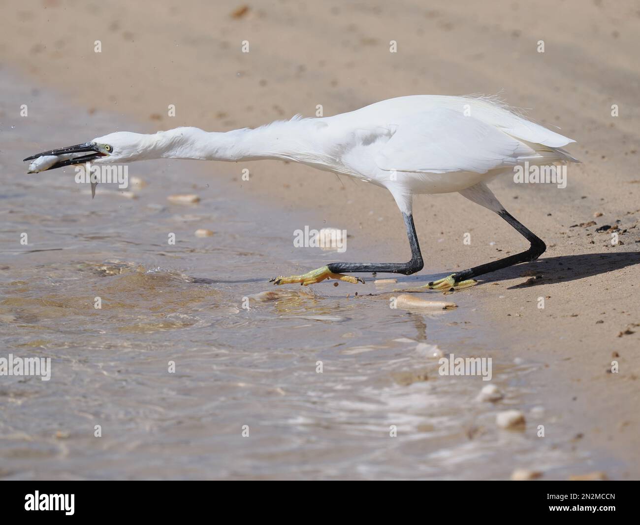 This egret had taken advantage of humans feeding fish in a lido. The ...