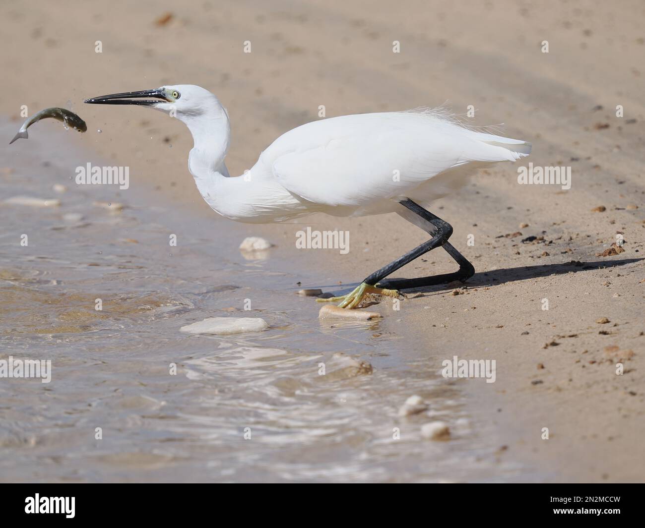 This egret had taken advantage of humans feeding fish in a lido. The ...