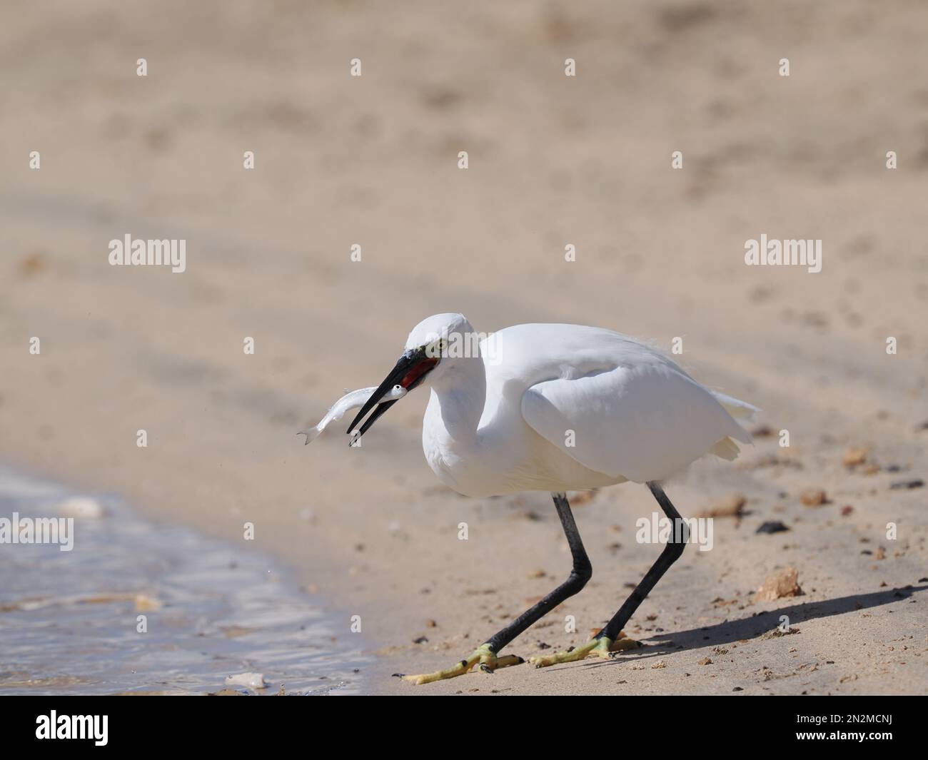 This egret had taken advantage of humans feeding fish in a lido. The ...
