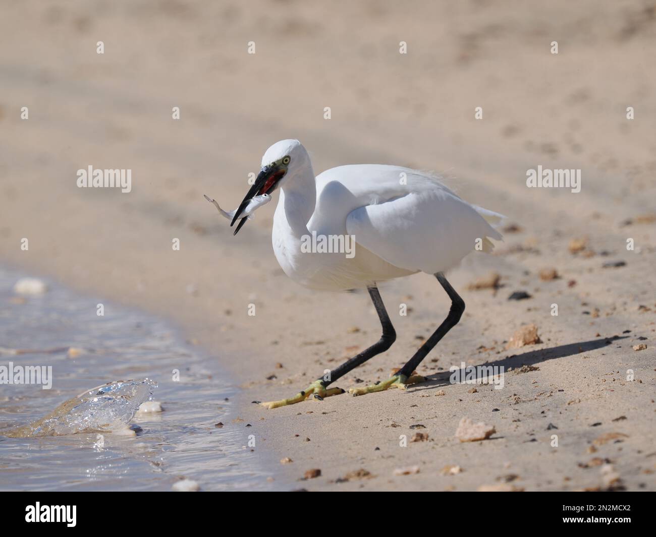 This egret had taken advantage of humans feeding fish in a lido. The ...