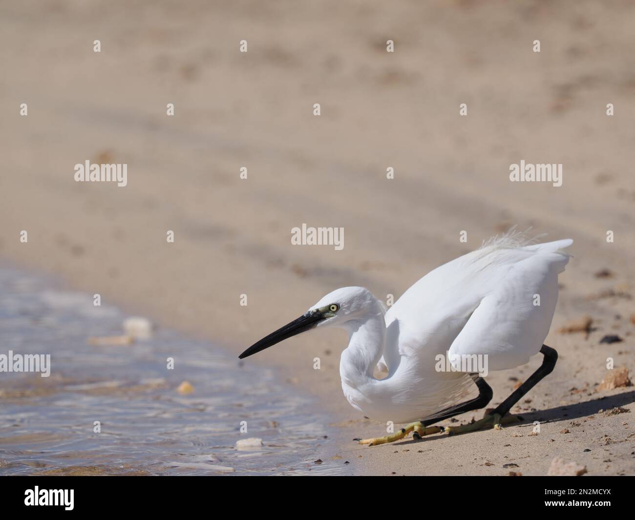 This egret had taken advantage of humans feeding fish in a lido. The ...