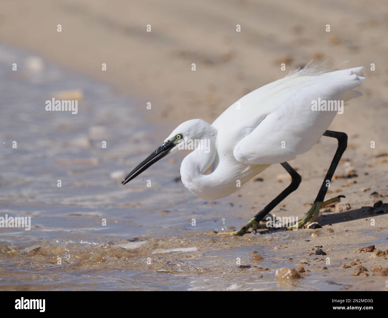 This egret had taken advantage of humans feeding fish in a lido. The ...