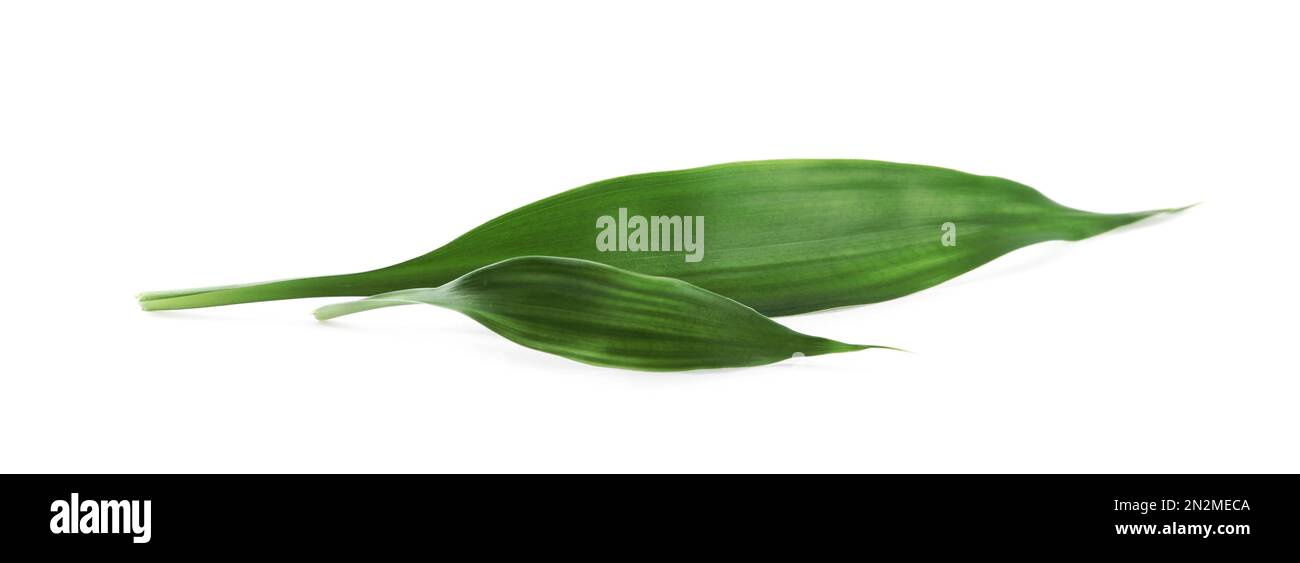 Fresh green ginger leaves isolated on white Stock Photo - Alamy