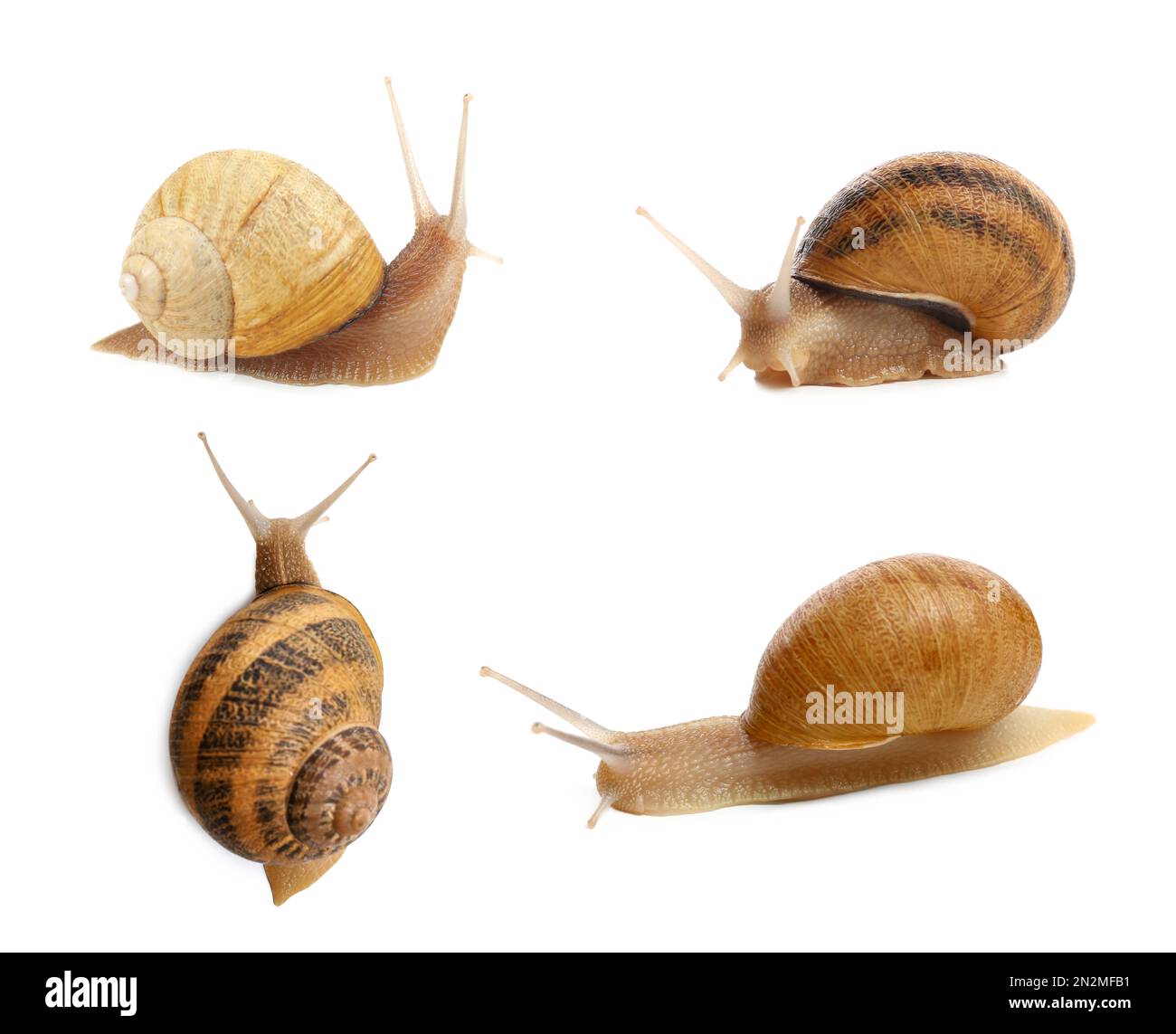 Collection of common garden snails on white background Stock Photo - Alamy